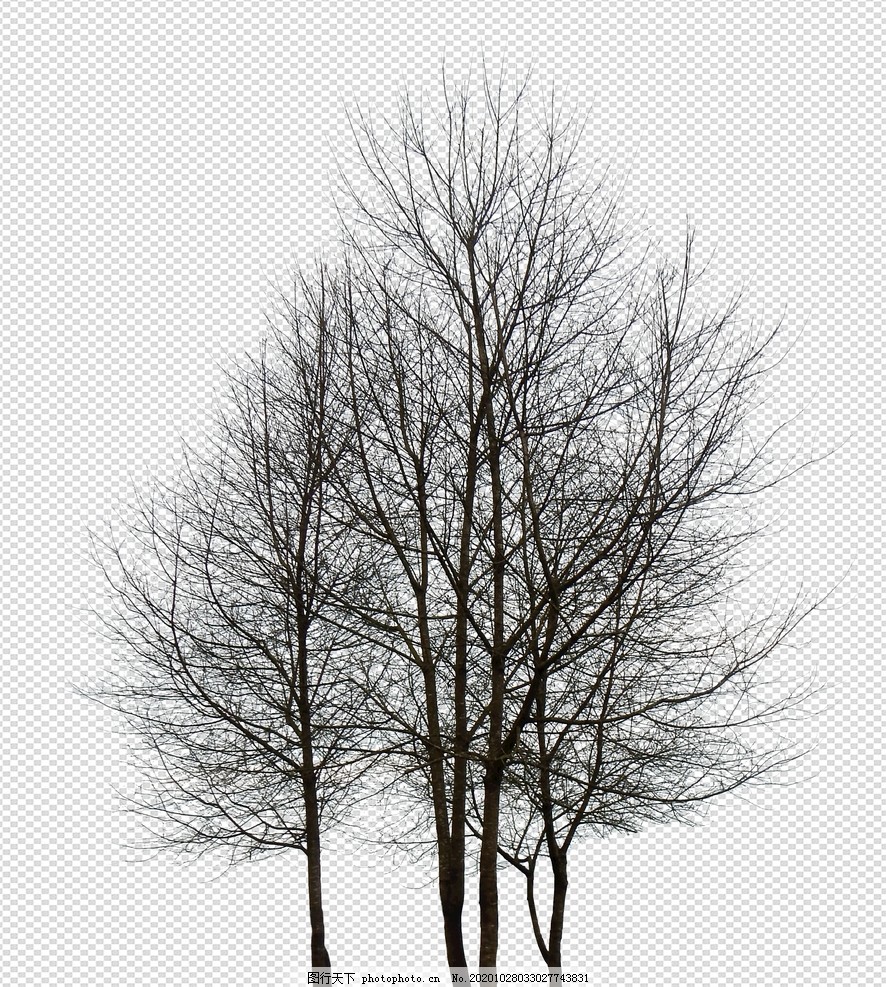 透明底植物图片_其他_其他-图行天下素材网