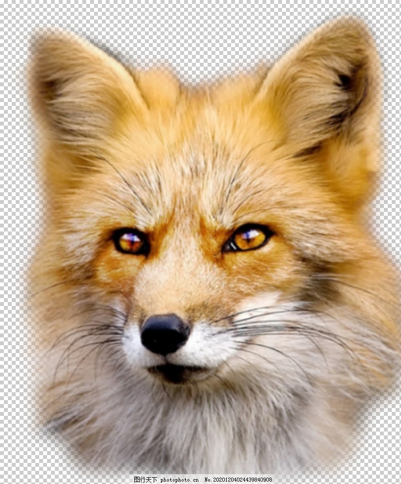 狐狸图片_动物昆虫_自然风景-图行天下素材网