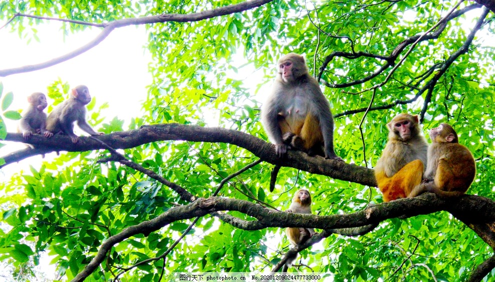 景区树上猴子图片_动物昆虫_自然风景-图行天下素材网