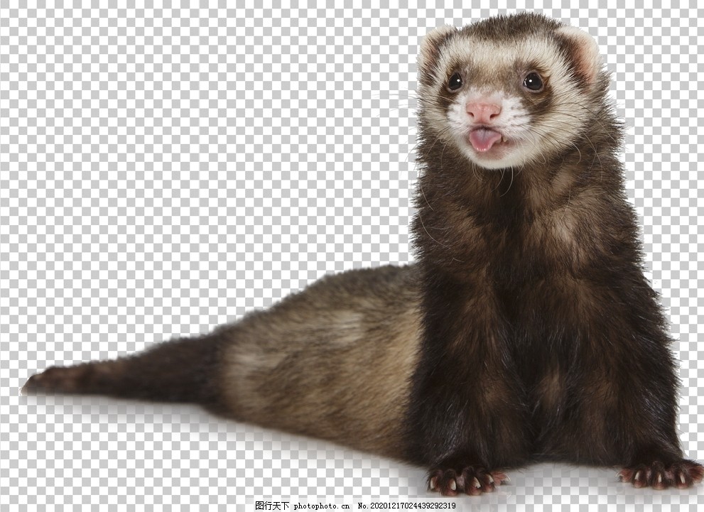鼬图片_动物昆虫_自然风景-图行天下素材网